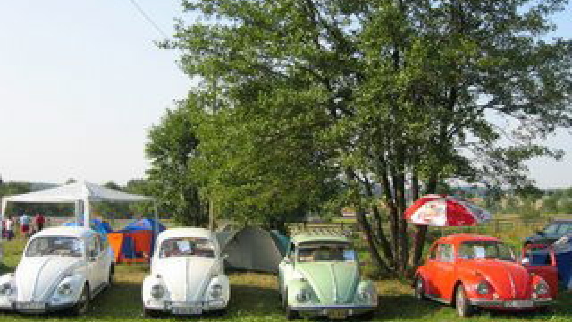 Toate broscutele din Romania si-au dat intalnire la Baia Mare - Știrile ...