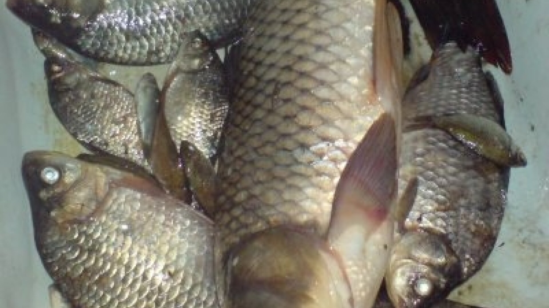 S-a taiat cu drujba si a oprit hemoragia cu peste congelat - Știrile ProTV