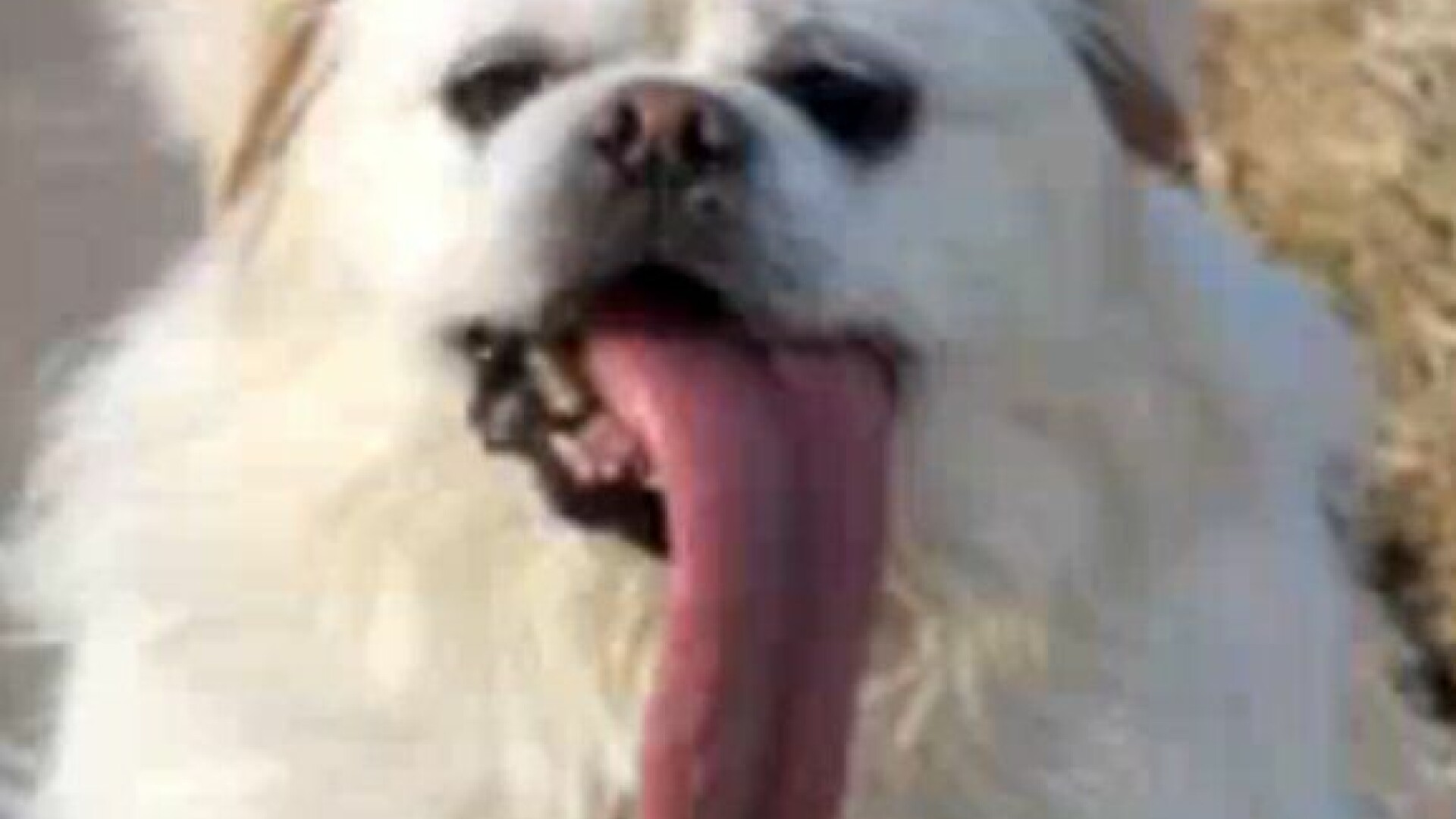 Puggy este catelul cu cea mai lunga limba din lume - Știrile ProTV