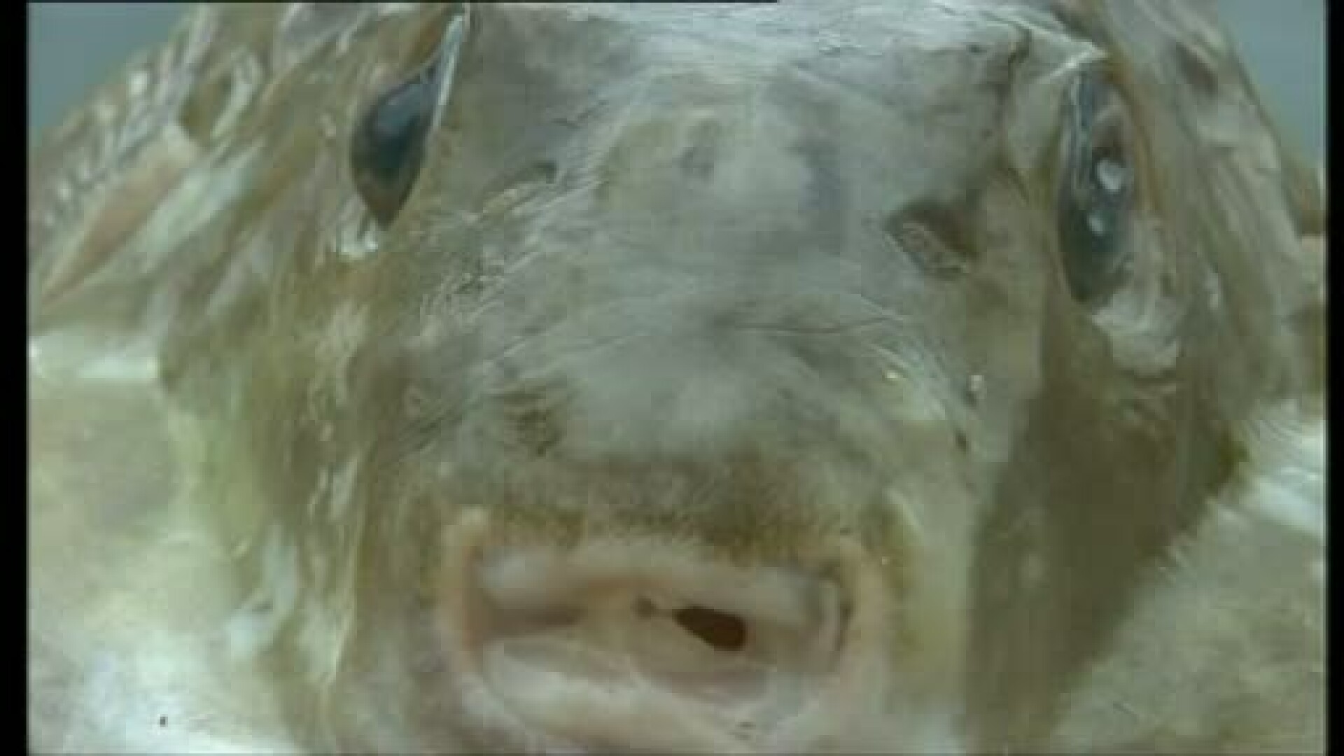 Monstru marin UCIGAS descoperit in Croatia. "E o vietate extrem de ...