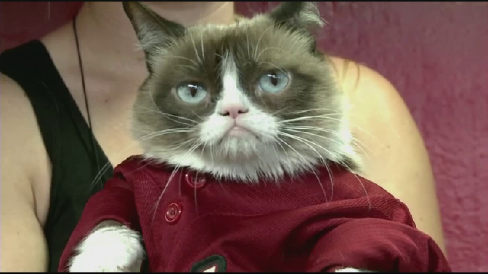 Grumpy Cat, invitata sa dea lovitura de incepere a unui meci de ...