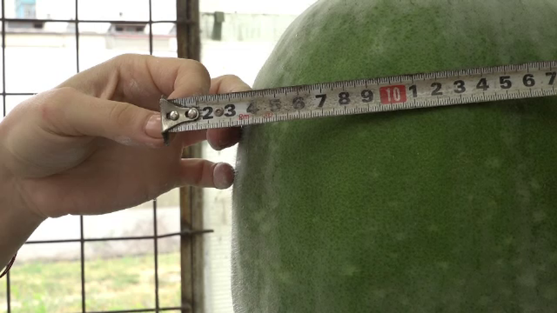 Legume exotice, produse la Buzău. Pepeni cu aromă de coniac și spanacul ...