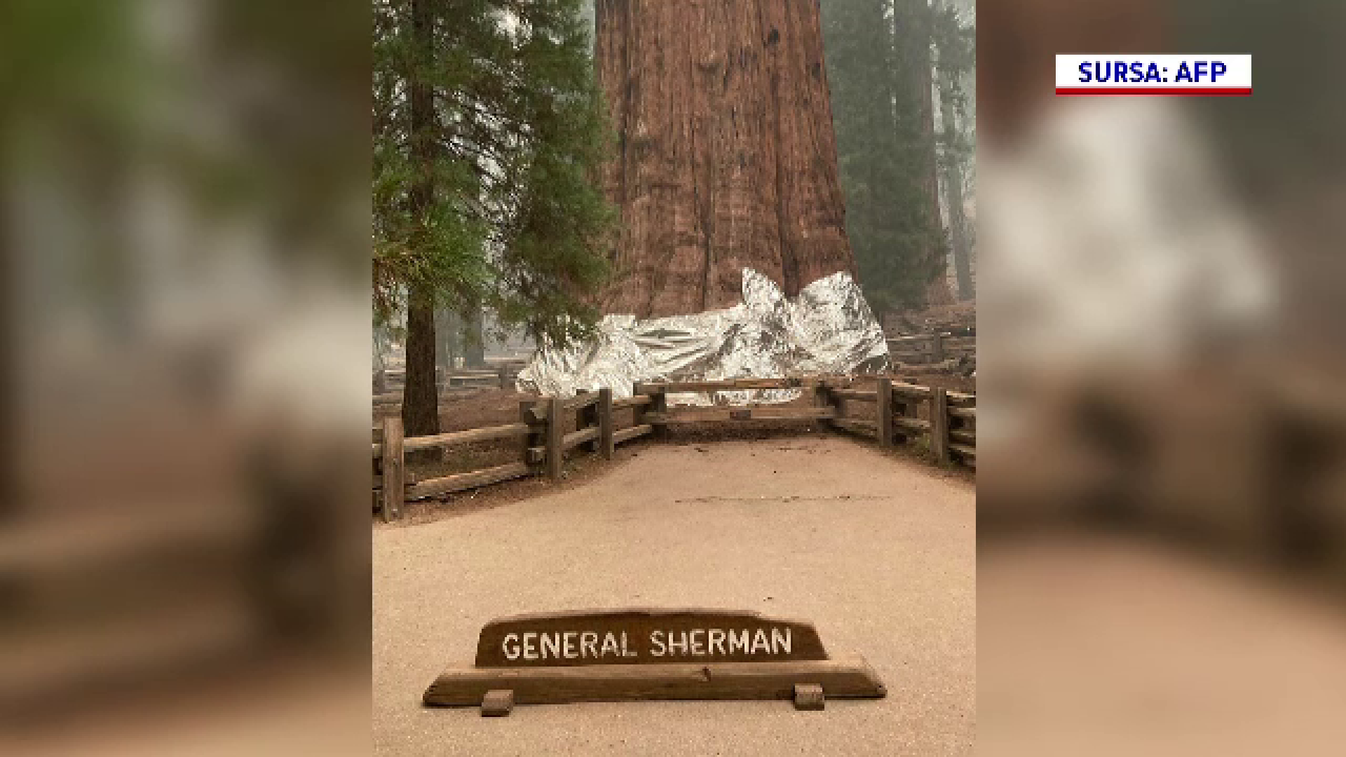 Cel mai mare copac de pe Pământ, un sequoia vechi de 2.500 de ani, a ...