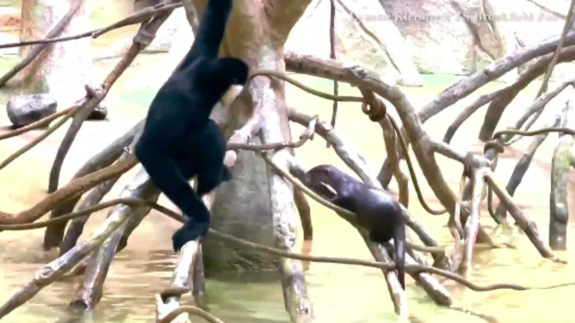 Prietenie fără limite dintre o vidră și o maimuță. Cum a reacționat ...