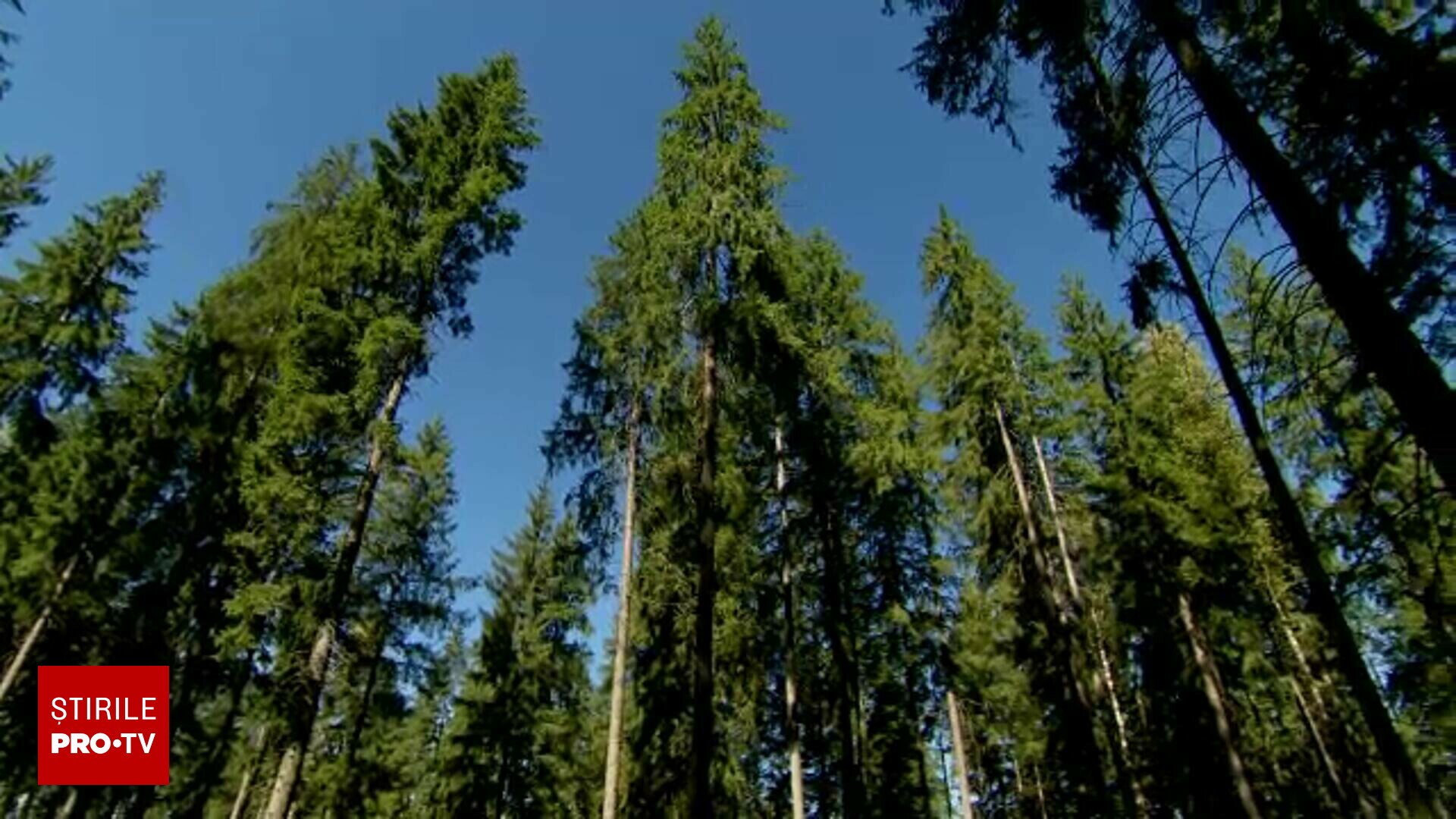 Scandal la un ocol silvic privat din Suceava. Autoritățile au ...