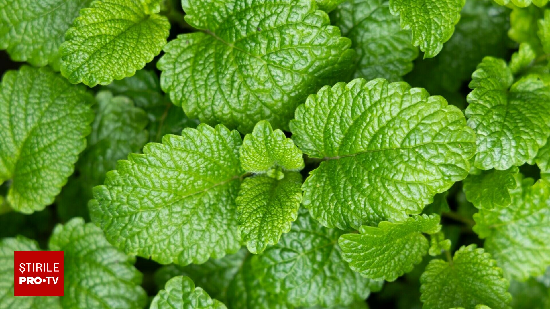 Mentă - beneficii, proprietăți și contraindicații. De ce este bine să ...