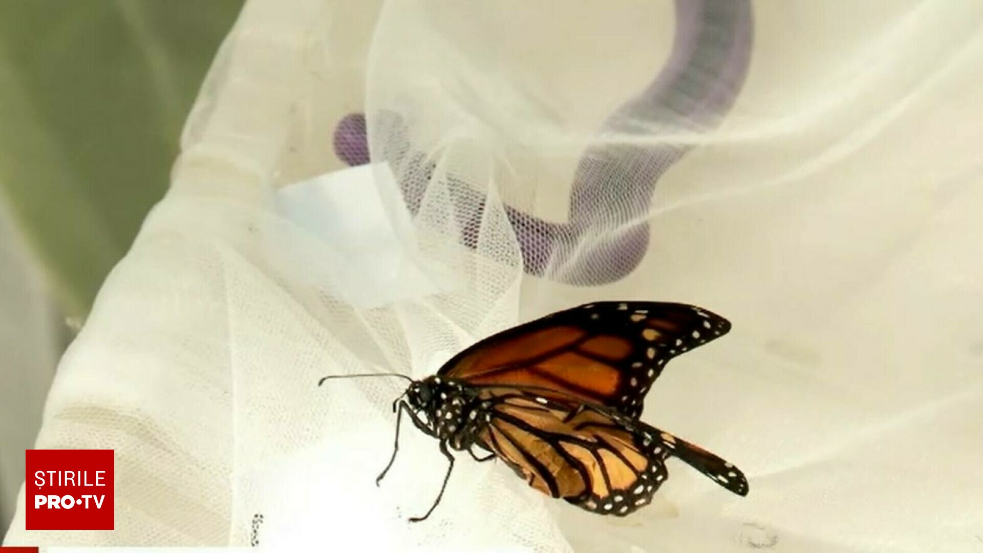 Expoziție de fluturi exotici vii la Grădina Botanică din Cluj-Napoca. Fluturele-bufniță, printre ...