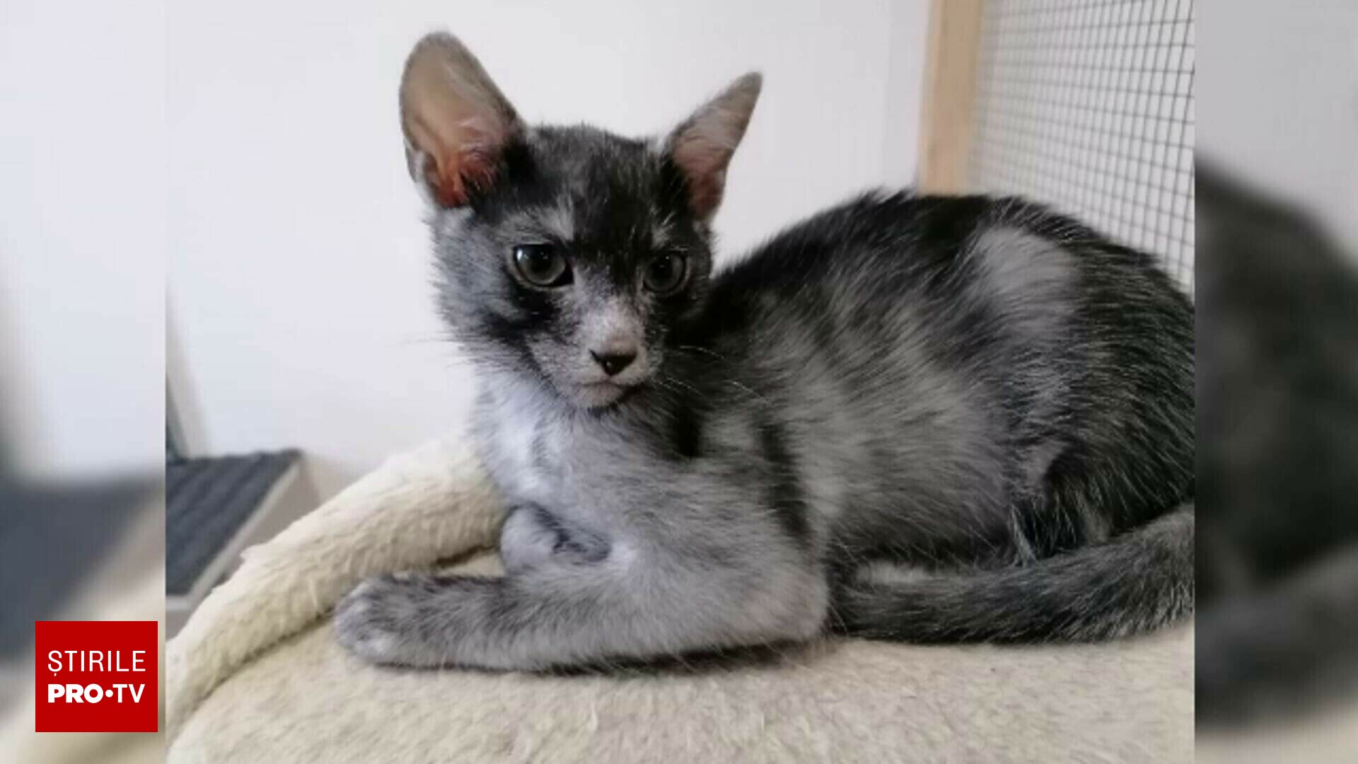 Pufoșenia națională. „Pisica Transilvană”, prima rasă românească ...
