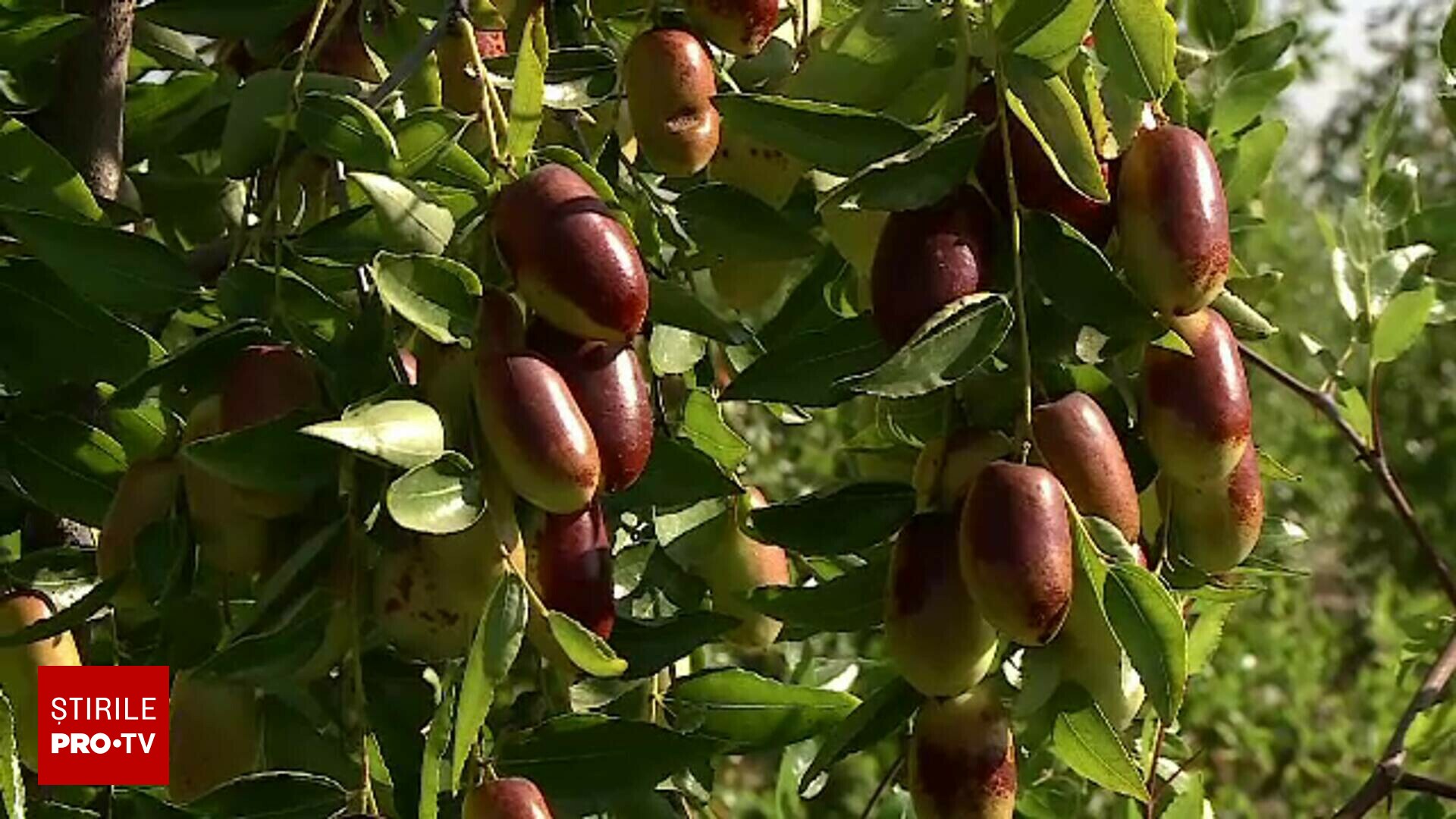 Căldura și seceta din 2024 au favorizat culturile mai puțin ...