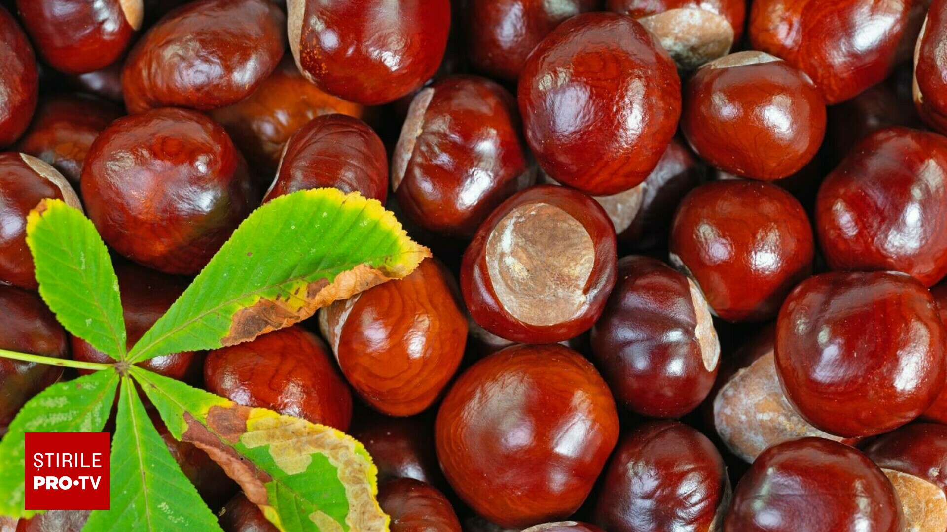 Castane, superalimentul toamnei. Beneficii și proprietăți nutritive ...