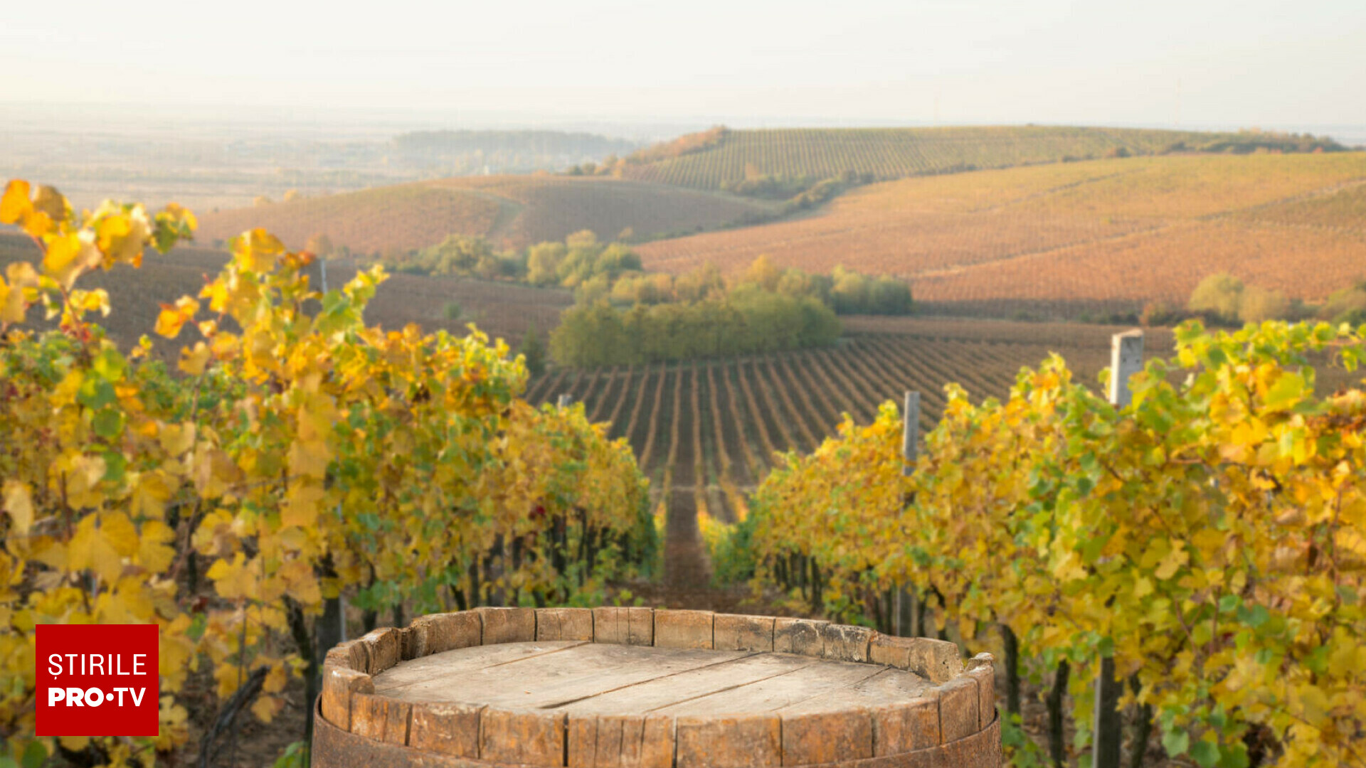 Crame și podgorii din România pe care să le vizitezi toamna aceasta ...