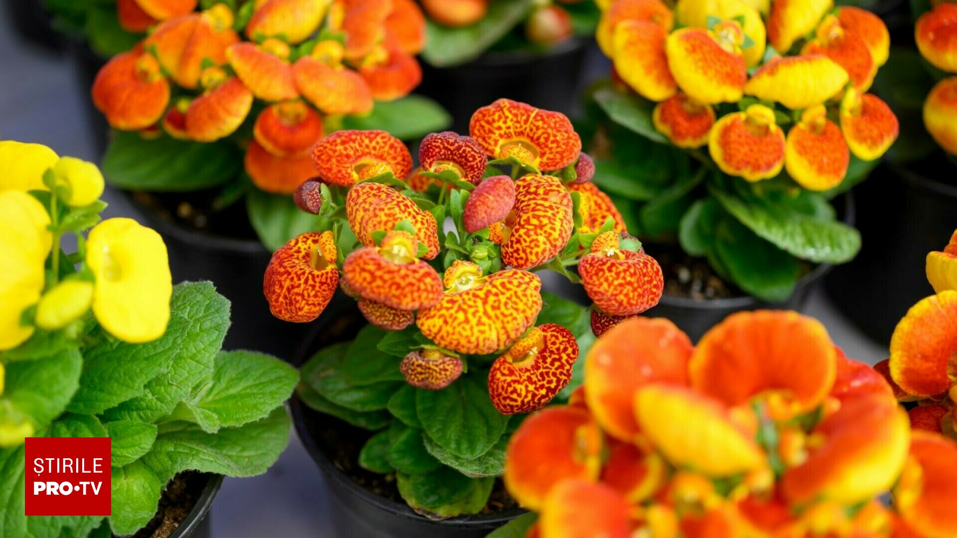 Calceolaria, Condurul Doamnei – flori spectaculoase pentru grădina sau ...