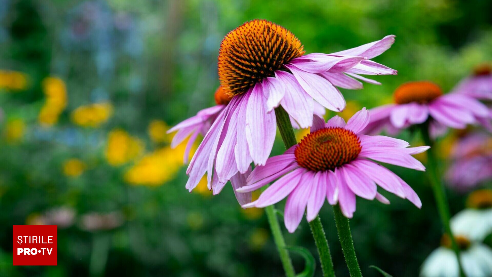 Echinacea – planta-minune de toamnă cu flori și beneficii pentru ...