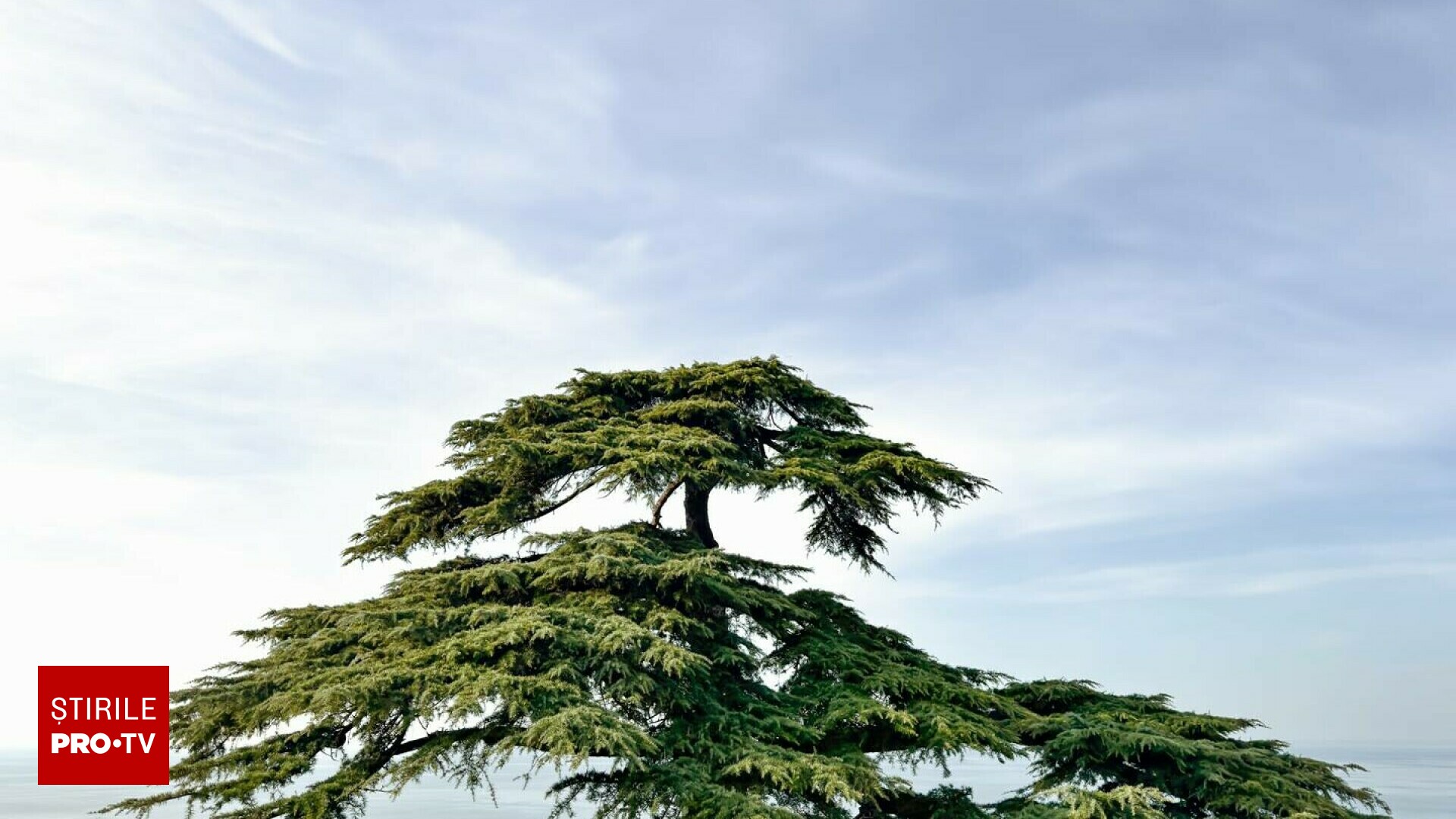 Cedrul, arborele sacru al forței și longevității. Proprietăți ...
