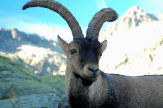 Heidi, pui de capra neagra, membru al echipei de salvamontisti Busteni ...