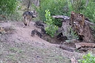 Un lup din România și-a câștigat libertatea la Curtea de Justiţie a ...