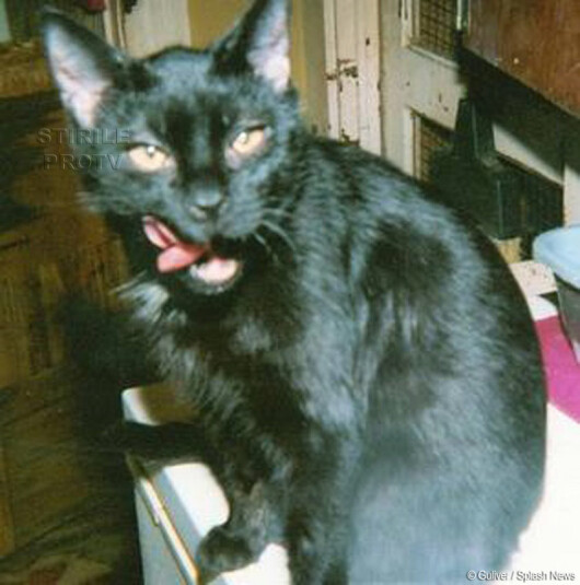 Cele mai ciudate animale:mata cu doua limbi, iepurele urias, cainele ...