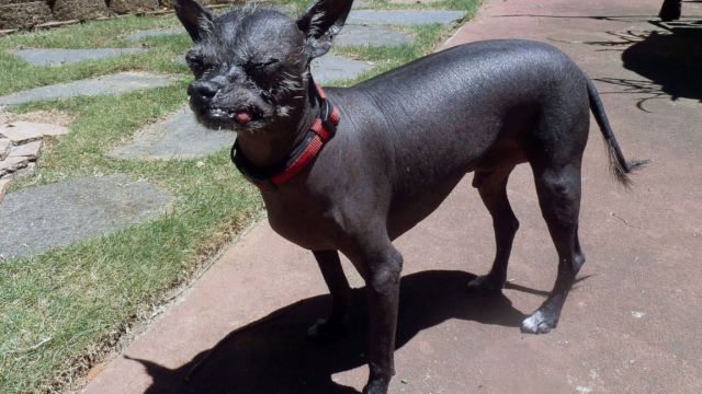 Cei mai urati caini din lume, premiati la un concurs special din SUA ...