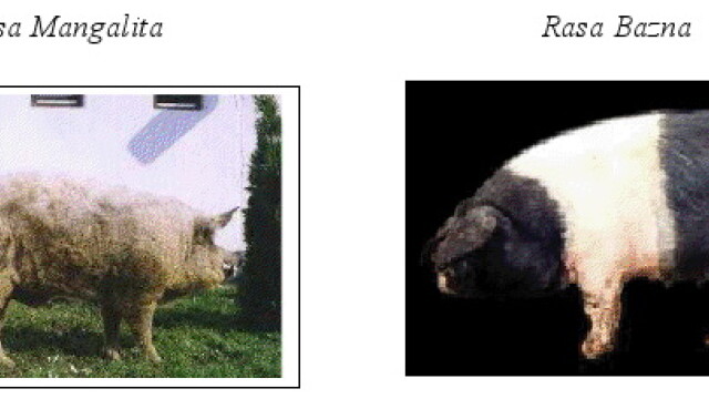 Vaca baltata si albina carpatina, exemplare extraordinare pe care ...