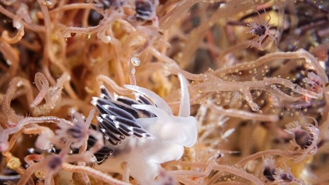 "Extraterestrii" par sa existe in Marea Alba. Rusii au surprins viata ...