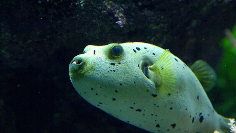 Doi soți au murit după ce au mâncat pește-balon, marea delicatesă din ...