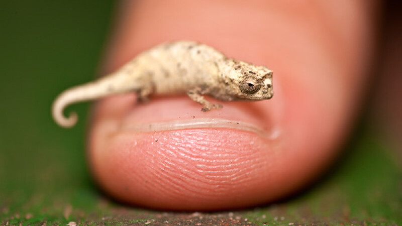 Uimitor! Abia il zaresti in jungla!Iata-l pe mini cameleonul din ...