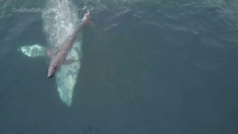 Experiență unică pentru un grup de turiști. O balenă cenușie a dat ...