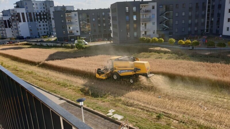 Imagini virale. Fermier filmat când își recoltează grâul de pe un teren ...