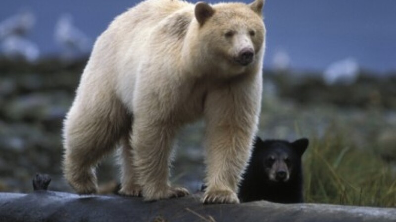Un urs polar? Mai uita-te o data! - Stirileprotv.ro