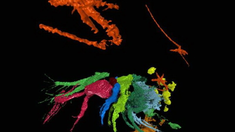 Are o vechime de 425 de milioane de ani si a fost "inghetat in timp" de ...