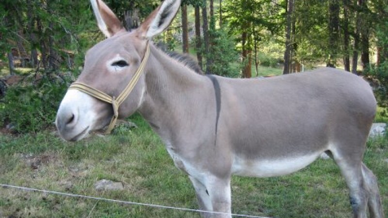 Nu toate capetele de magari conteaza! - Stirileprotv.ro