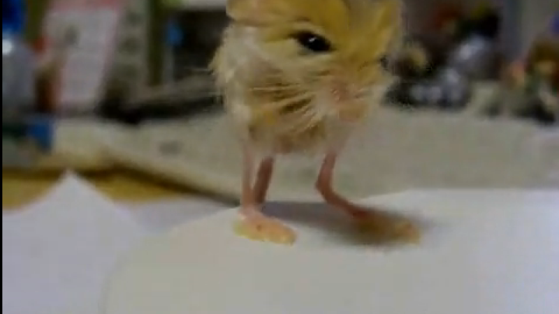 Ar putea starni invidie in showbizz! Un soricel de 3 grame,star pe ...