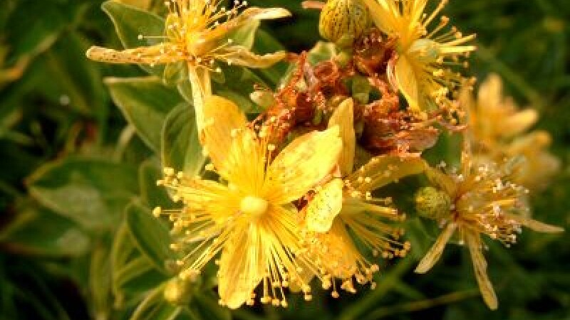 Sunatoarea, mai eficace in tratarea depresiilor decat Prozacul ...