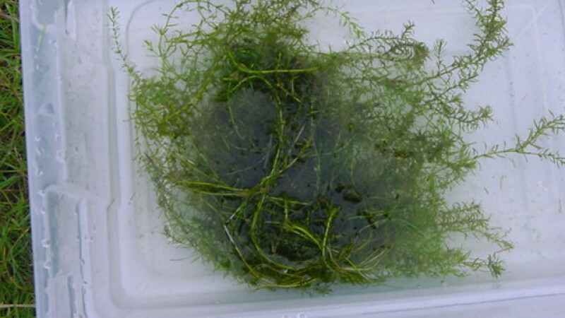 Elodia, ucisa cu ingrasaminte - Stirileprotv.ro