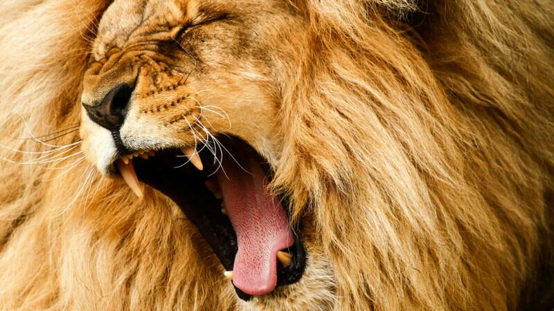 Un leu a înșfăcat un băiețel și a fugit cu el. Ce au descoperit ...