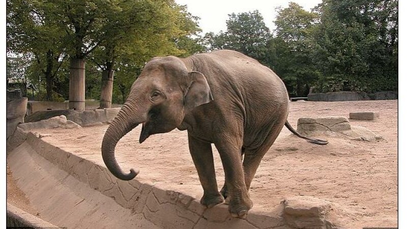 Un elefant gratios! Face echilibristica pe marginea unui sant ...
