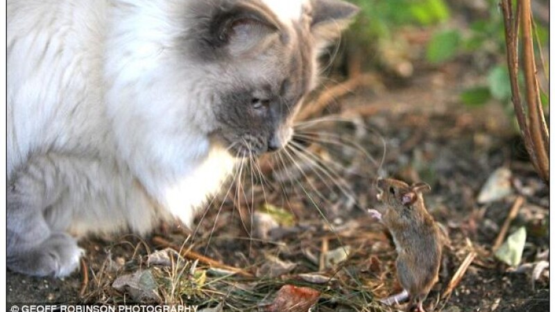 El e soricelul care a invins pisica! - Stirileprotv.ro