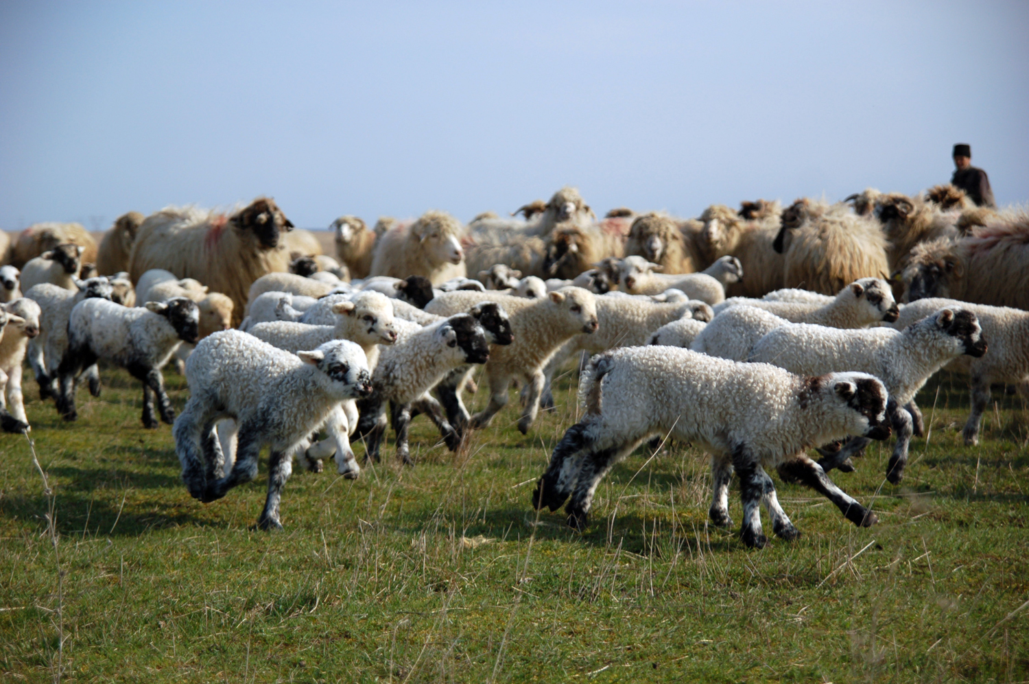 Miorita a devenit realitate in Italia. Cioban roman, batut, legat si ...