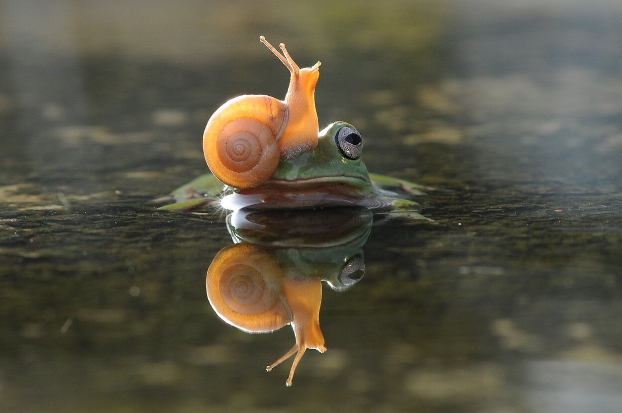 Bilanțul celor mai adorabile animale. Imagini inedite surprinse în ...
