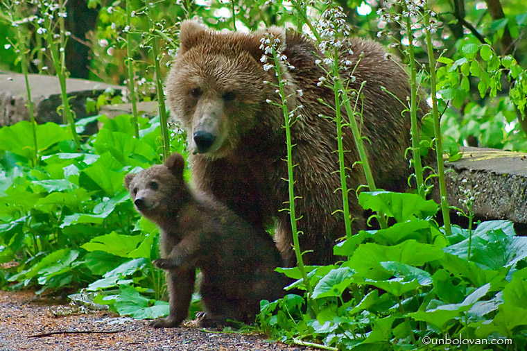 Vezi o GALERIE FOTO cu puiul de urs inainte de a fi calcat de masina ...
