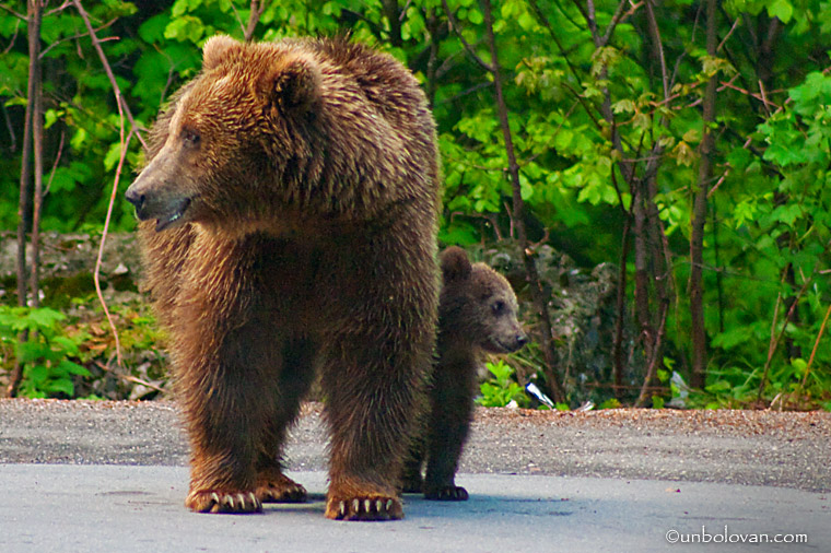 Vezi o GALERIE FOTO cu puiul de urs inainte de a fi calcat de masina ...