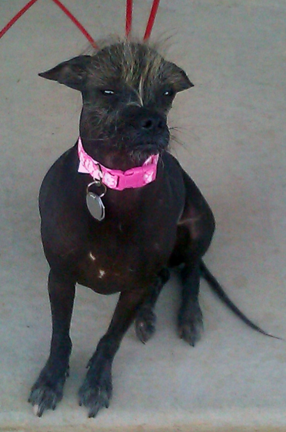 Cei mai urati caini din lume, premiati la un concurs special din SUA ...