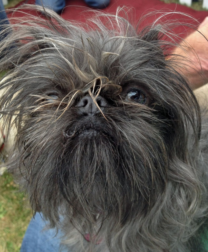 Cei mai urati caini din lume, premiati la un concurs special din SUA ...