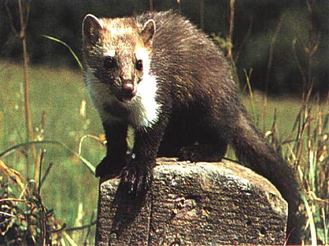 Orașul din România care a rămas fără curent electric din cauza unui ...