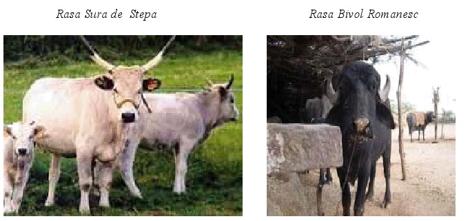 Vaca baltata si albina carpatina, exemplare extraordinare pe care ...