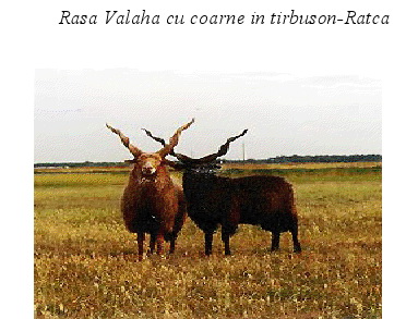 Vaca baltata si albina carpatina, exemplare extraordinare pe care ...