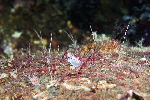 "Extraterestrii" par sa existe in Marea Alba. Rusii au surprins viata ...