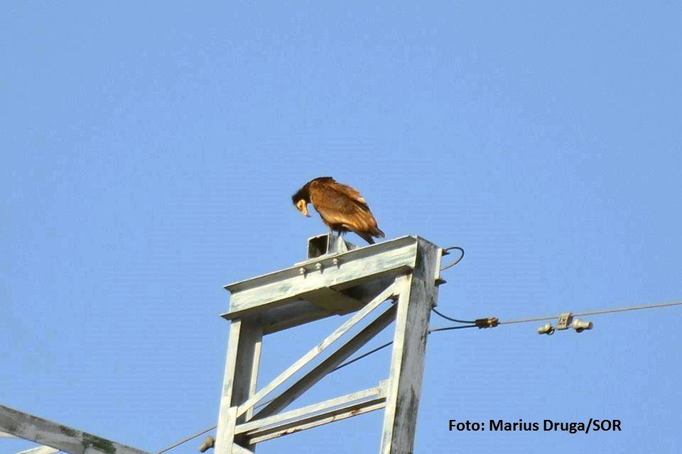 Aparitie rara in Romania. Vulturul-hoitar, specie pe cale de disparitie ...