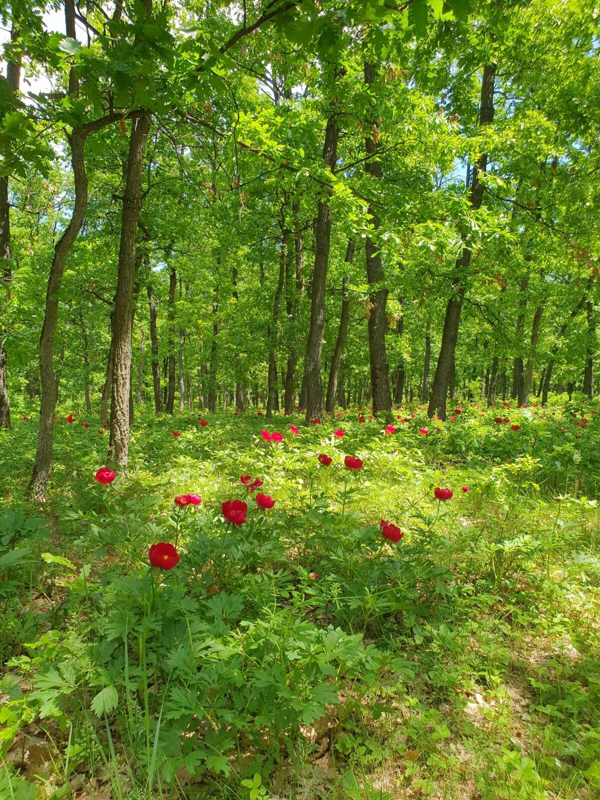 O floare extrem de rară a înflorit în România și rămâne așa doar 10 ...