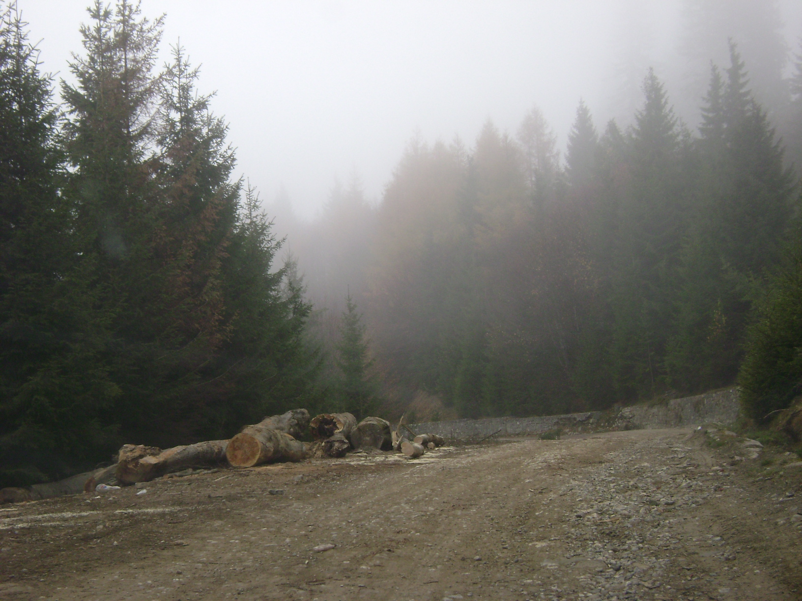 Ni se fura oxigenul! Paduri defrisate chiar in zonele protejate prin ...